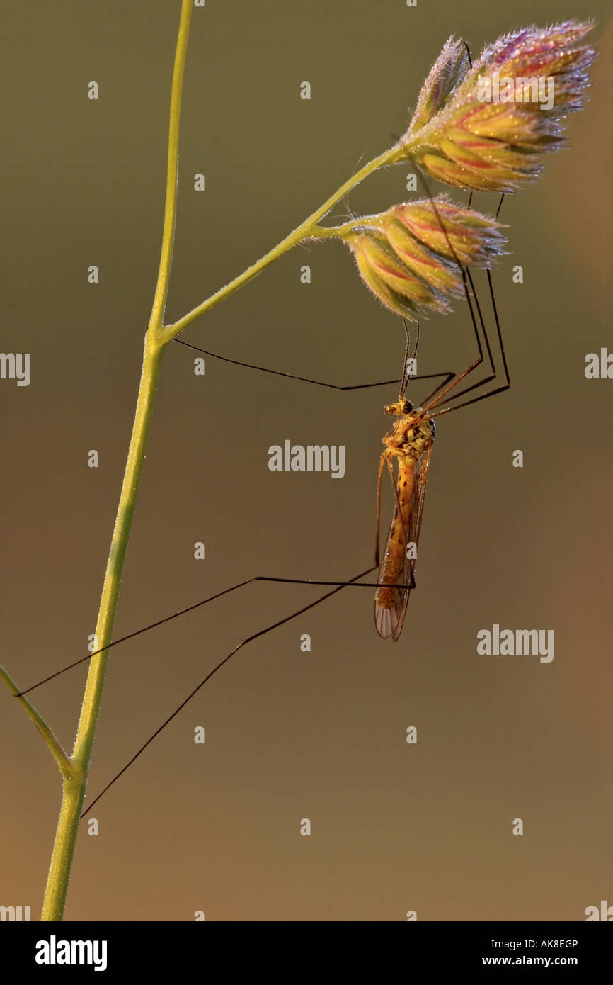 crane flies, crane-flies, daddy-long-legs (Tipulidae), cranefly on ...