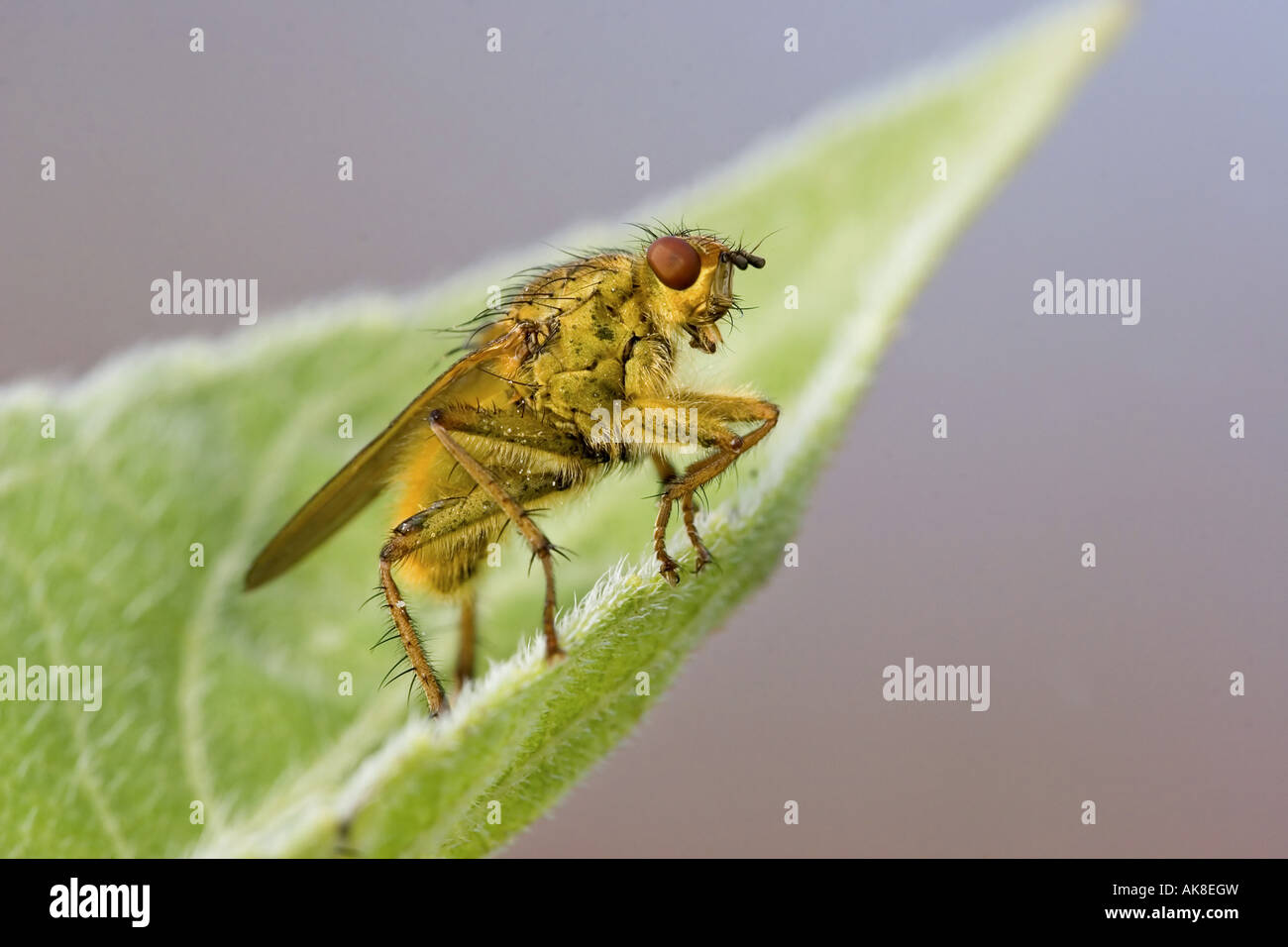yellow dungfly (Scathophaga stercoraria), sitting on a leaf Stock Photo ...