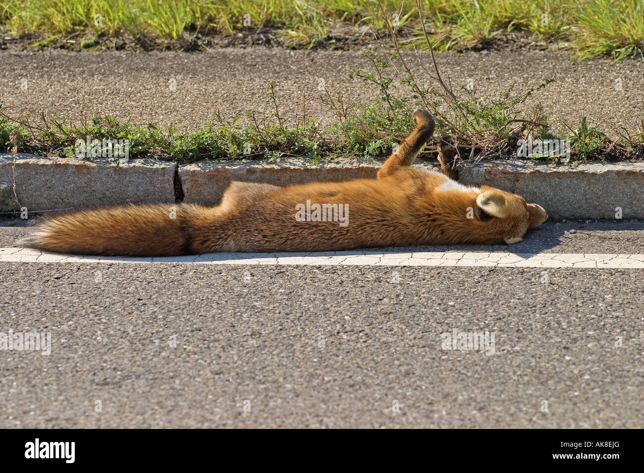 red fox (Vulpes vulpes), roadkill Stock Photo - Alamy