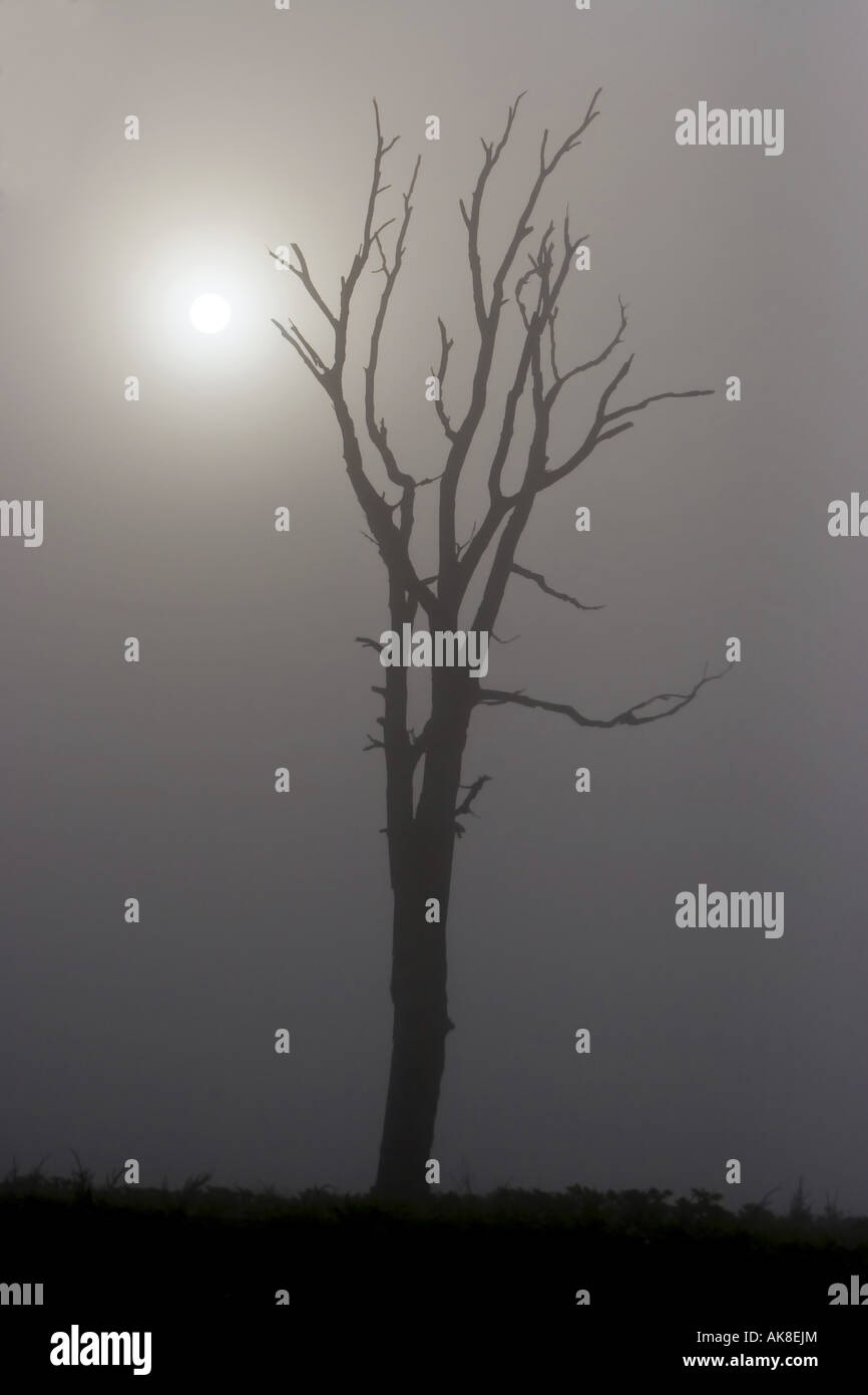 dead tree in fog Stock Photo - Alamy