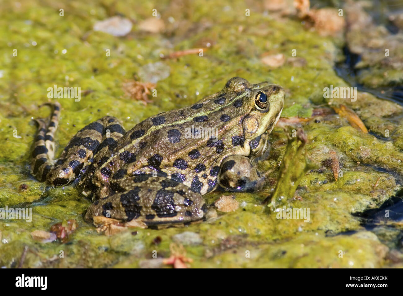 European edible frog, common edible frog (Rana kl. esculenta, Rana ...