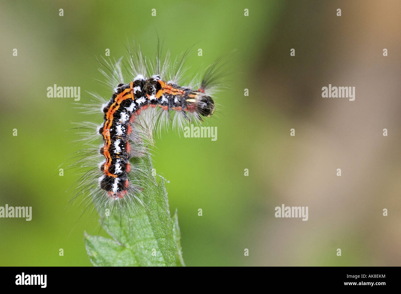 Caterpillar butterfly polyxena hi-res stock photography and images - Alamy