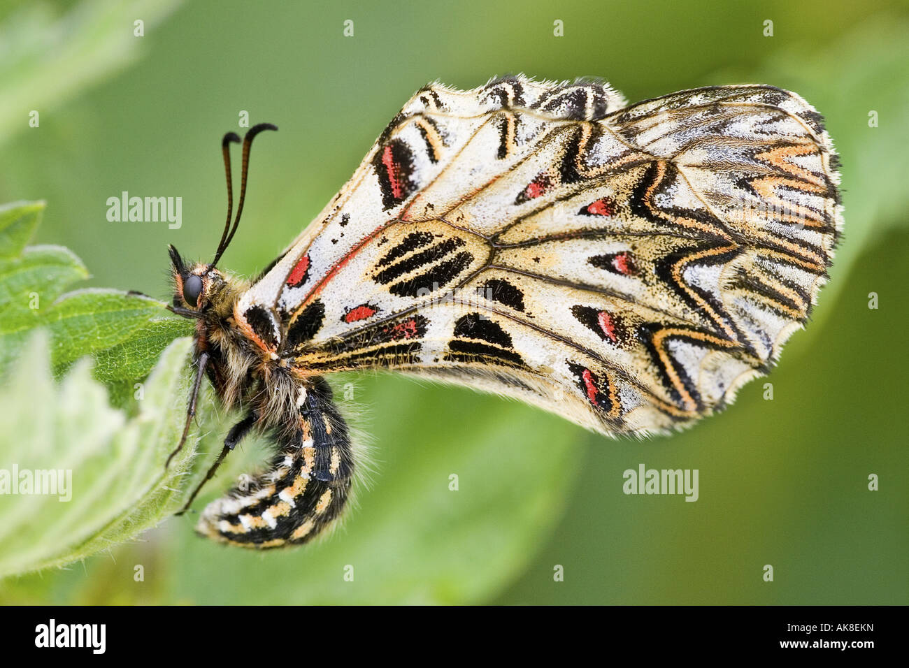 southern festoon (Zerynthia polyxena), sitting on a leaf Stock Photo ...