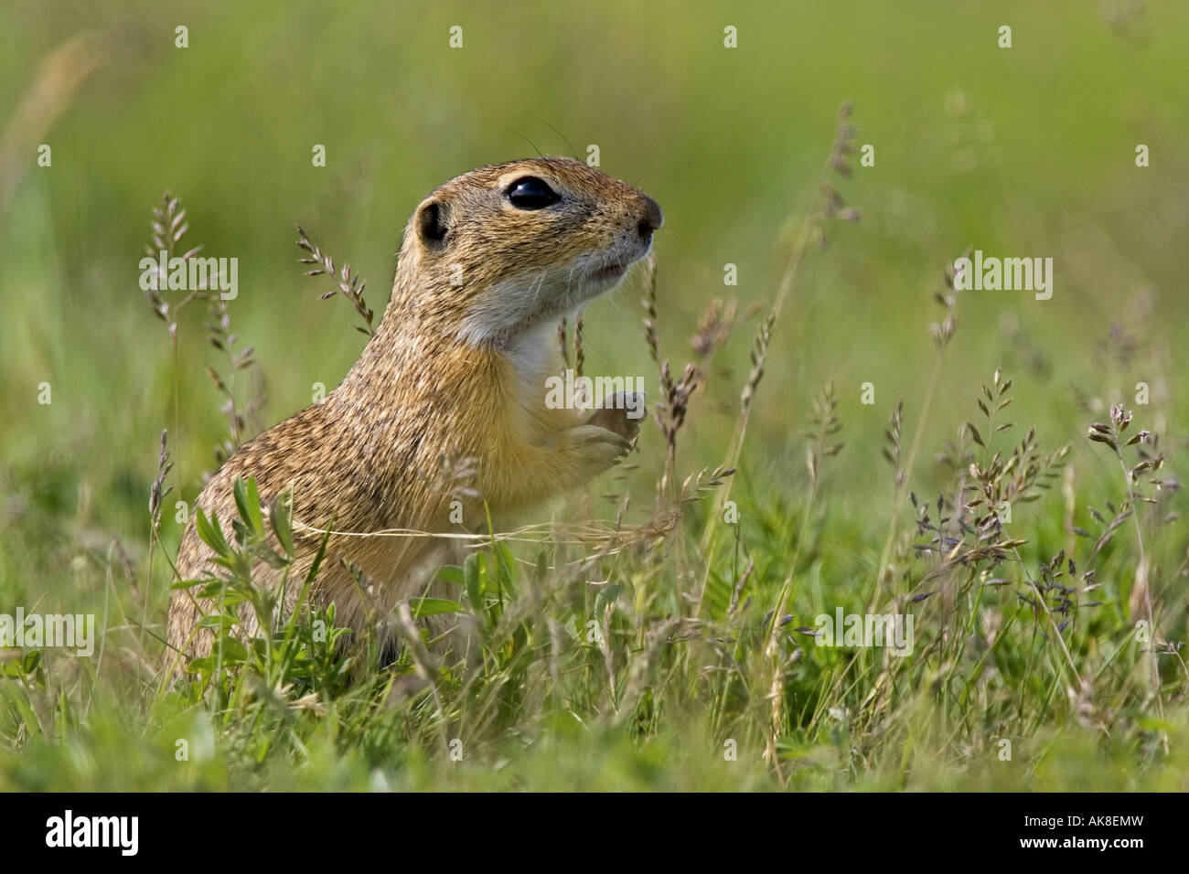 European ground squirrel, European suslik, European souslik (Citellus ...