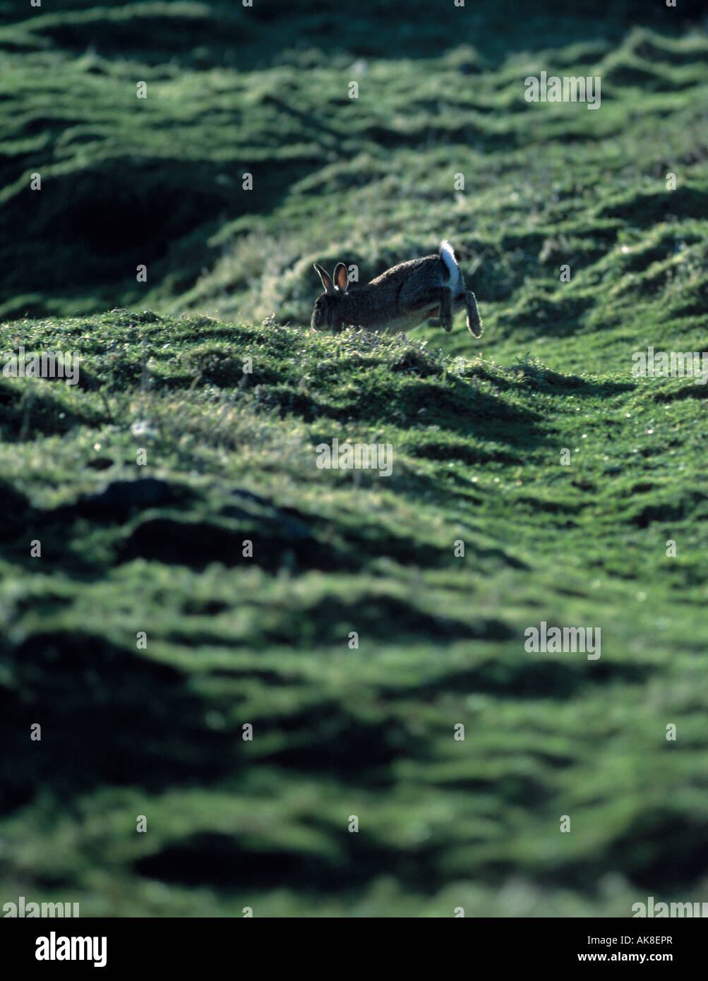 wild rabbit running on one of irelands off shore islands Stock Photo ...