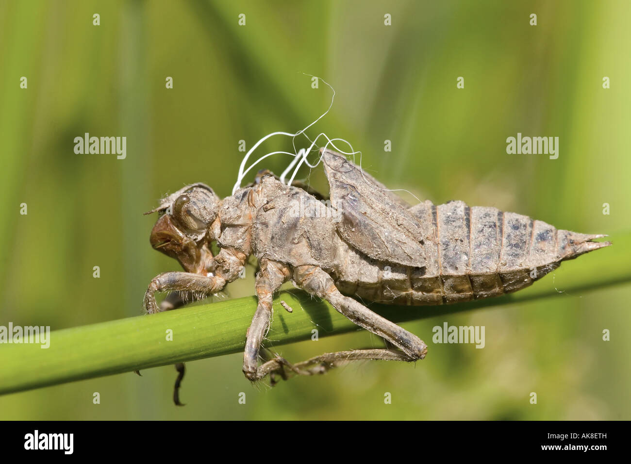 Exuvia of a hatched dragonfly Stock Photo - Alamy