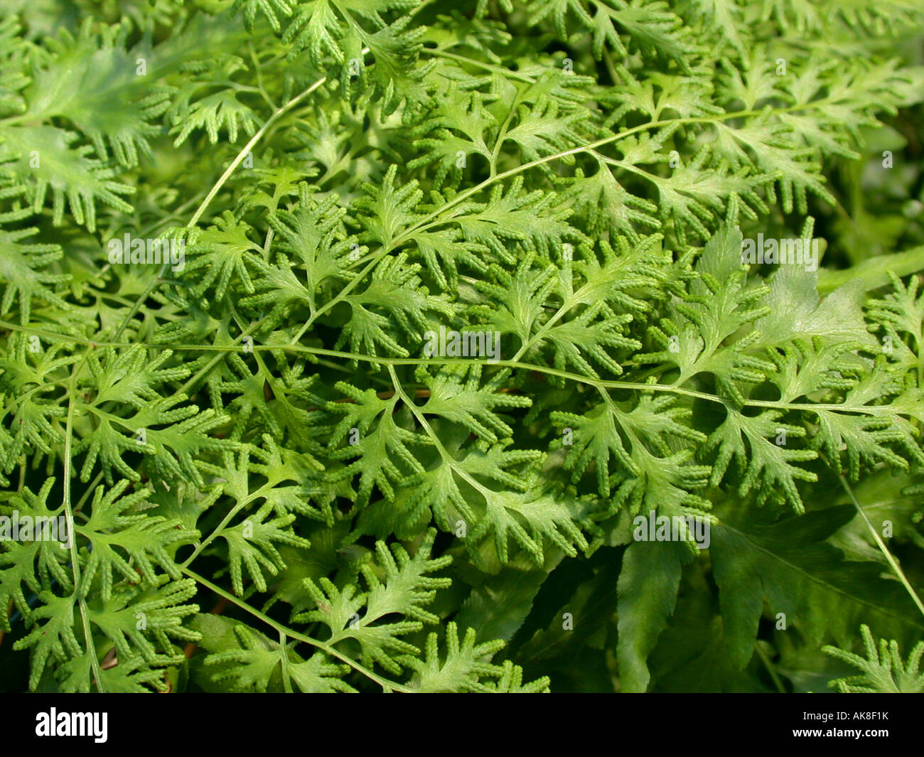 Japanese climbing fern lygodium japonicum hi-res stock photography and ...