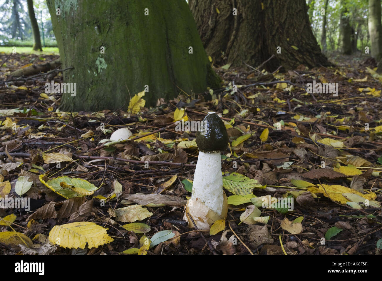 stinkhorn (Phallus impudicus), fruit body on forest soil, Germany Stock ...