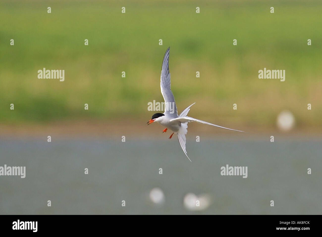 common tern (Sterna hirundo), flying Stock Photo - Alamy