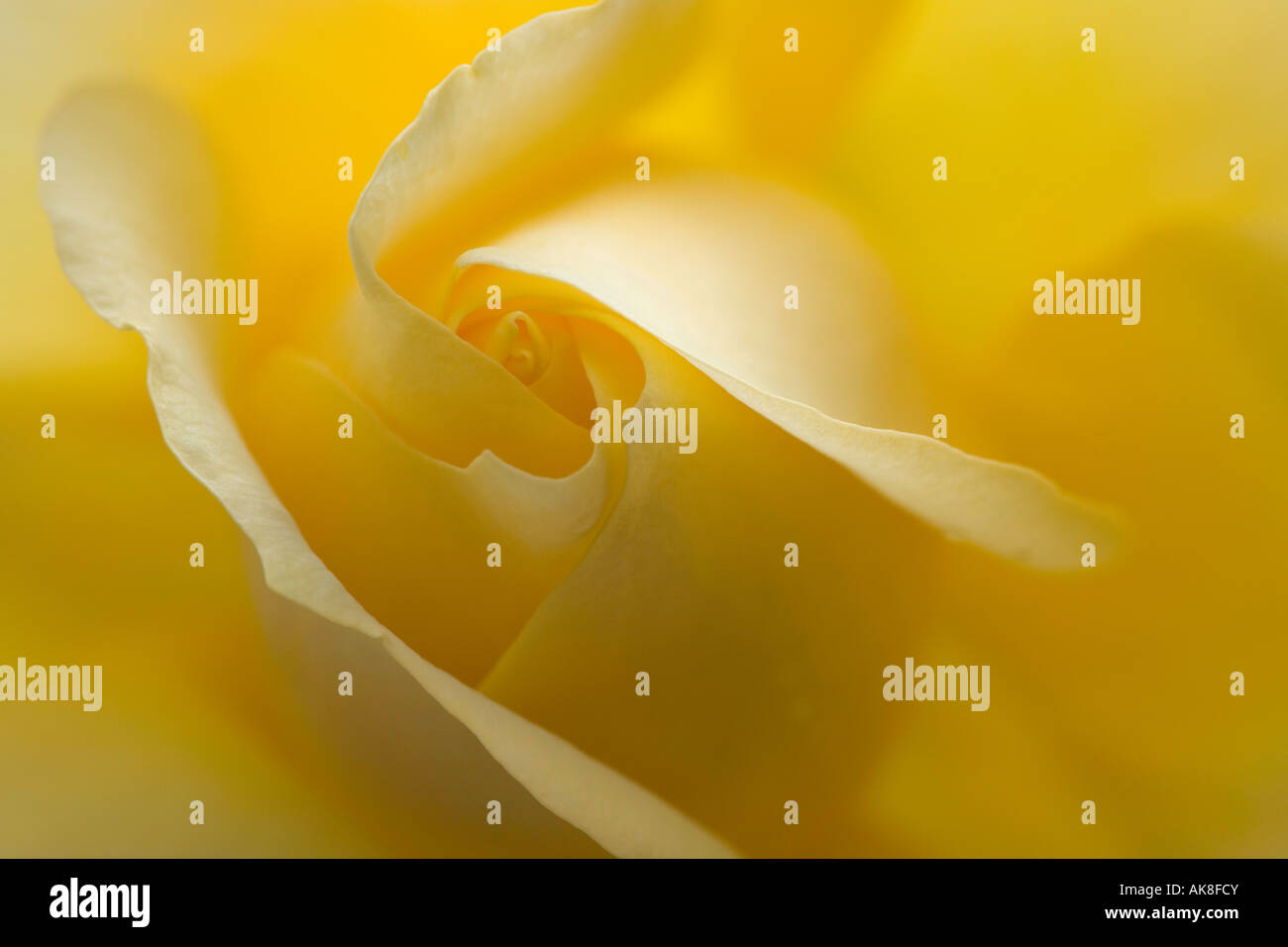 Pale rose yellow hi-res stock photography and images - Alamy