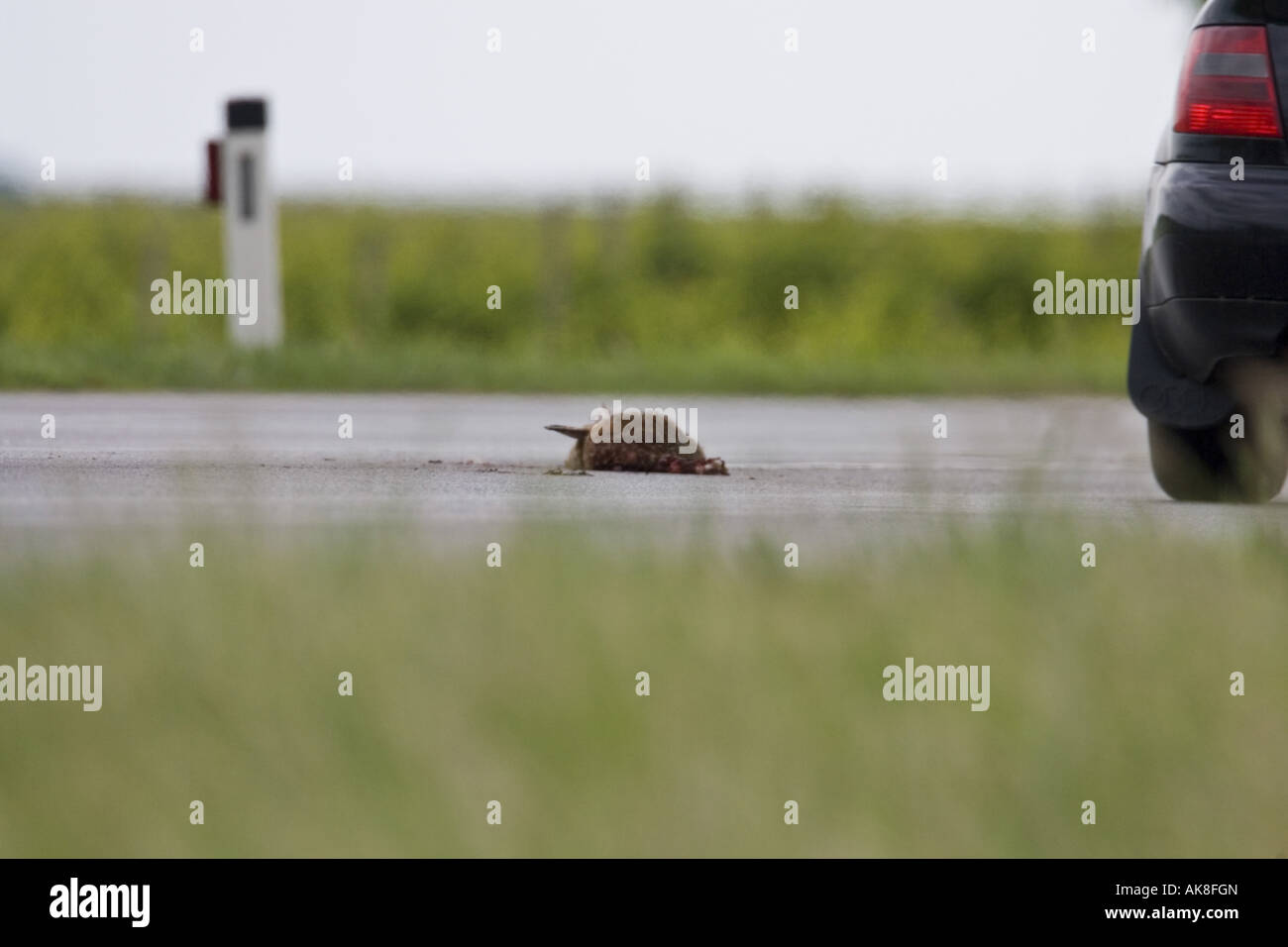 European rabbit (Oryctolagus cuniculus), roadkill Stock Photo - Alamy