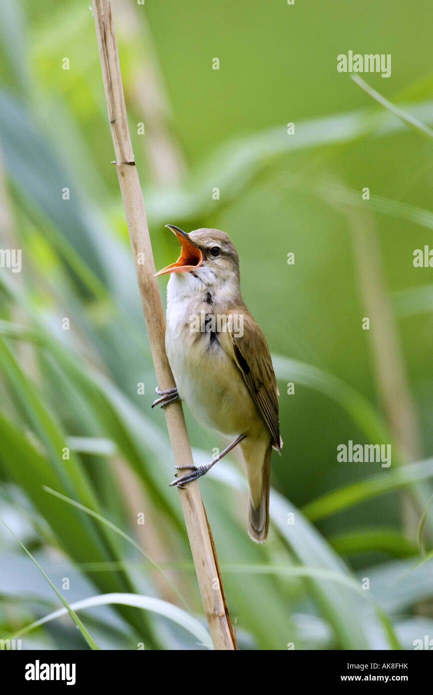great reed warbler (Acrocephalus arundinaceus), singing vociferously ...