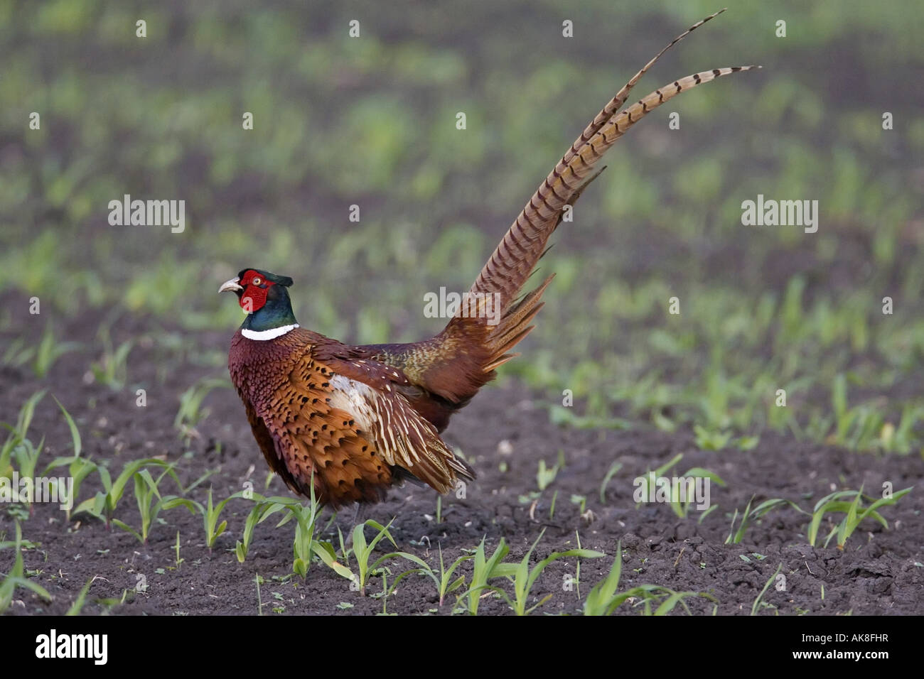 common pheasant, Caucasus Pheasant, Caucasian Pheasant (Phasianus ...