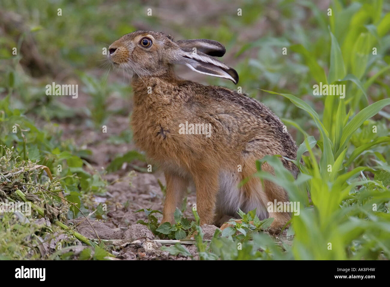 European hare (Lepus europaeus), sitting Stock Photo - Alamy