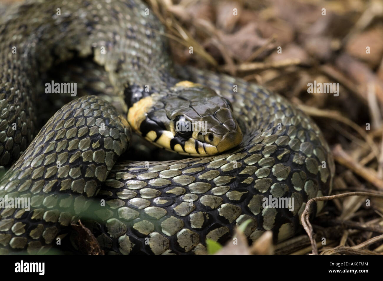 grass snake (Natrix natrix), portrait Stock Photo - Alamy
