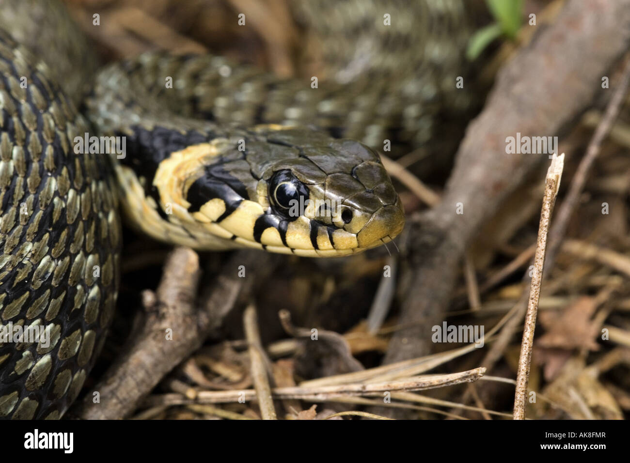 grass snake (Natrix natrix), portrait Stock Photo - Alamy