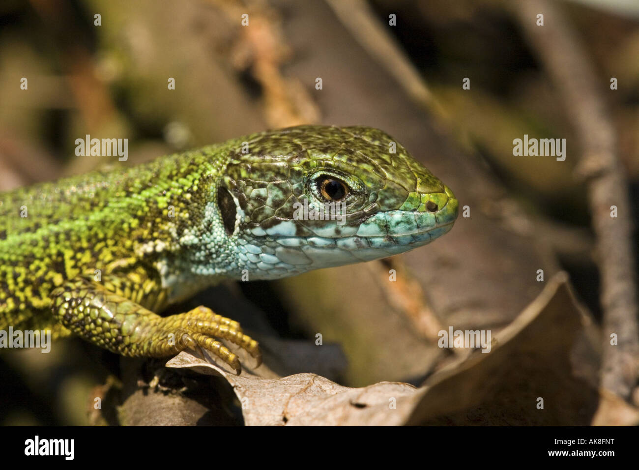 Western Green Lizard (Lacerta bilineata), male Stock Photo - Alamy