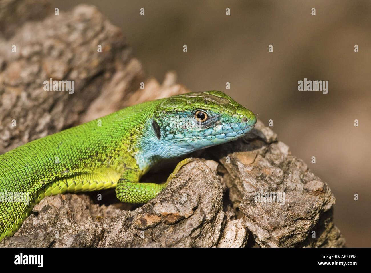 Western Green Lizard (Lacerta bilineata), male Stock Photo - Alamy