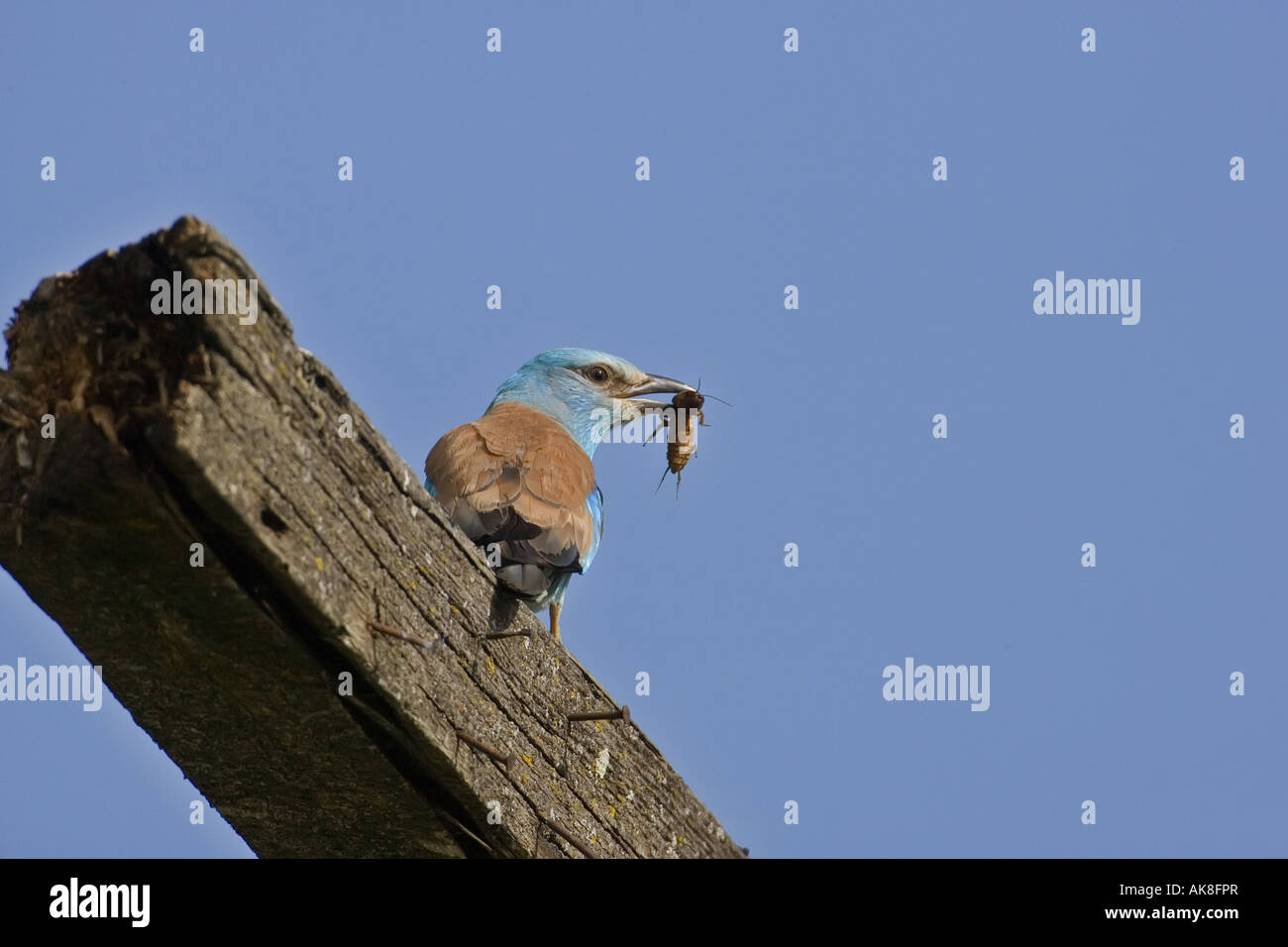 European roller (Coracias garrulus), with captured mole crickets Stock ...