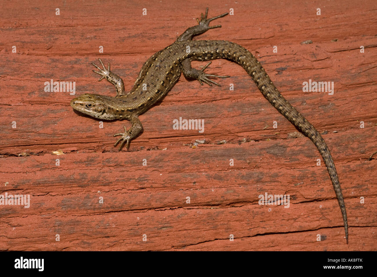 viviparous lizard, European common lizard (Lacerta vivipara, Zootoca ...