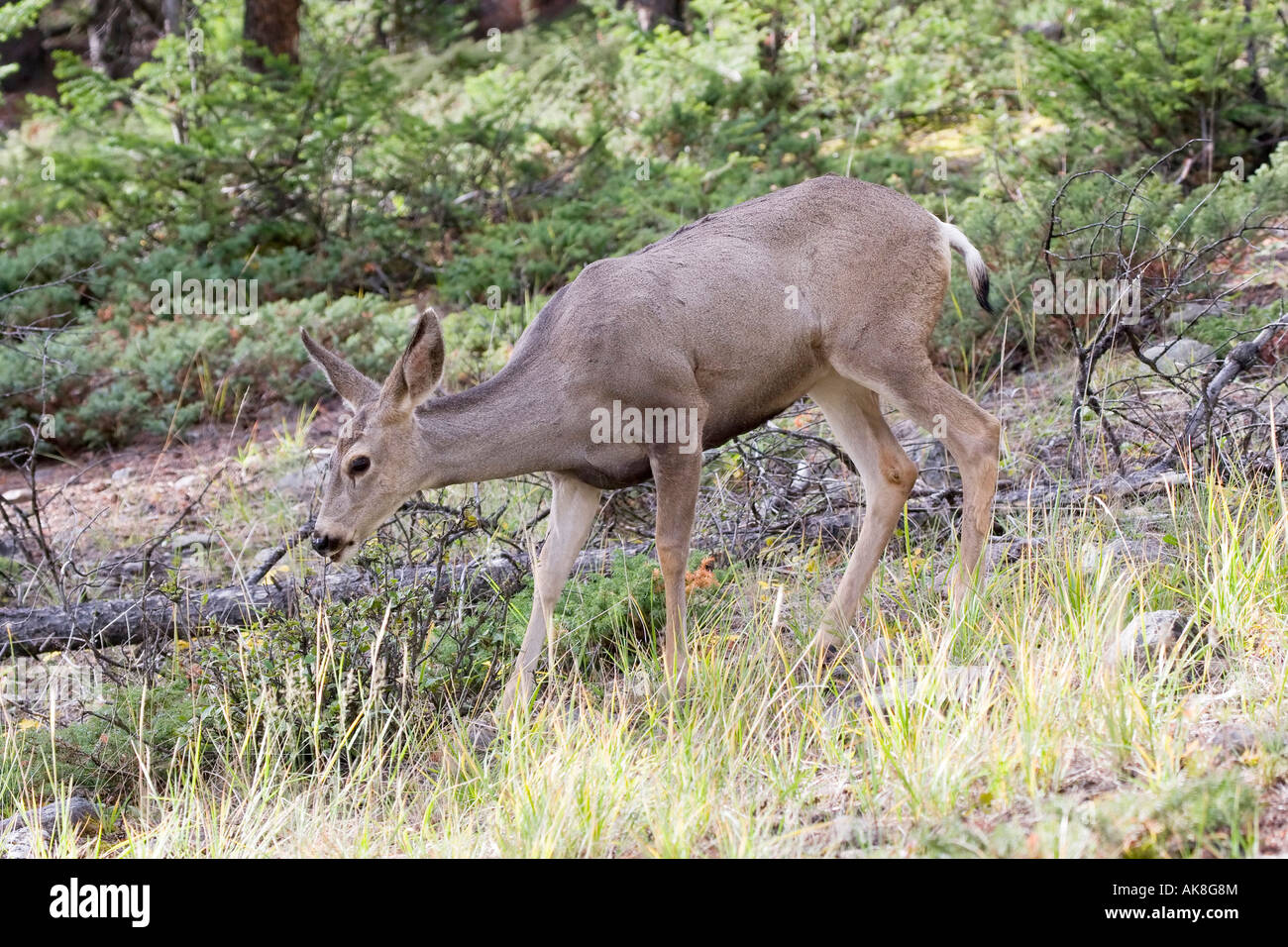 Mule Deer Canadian