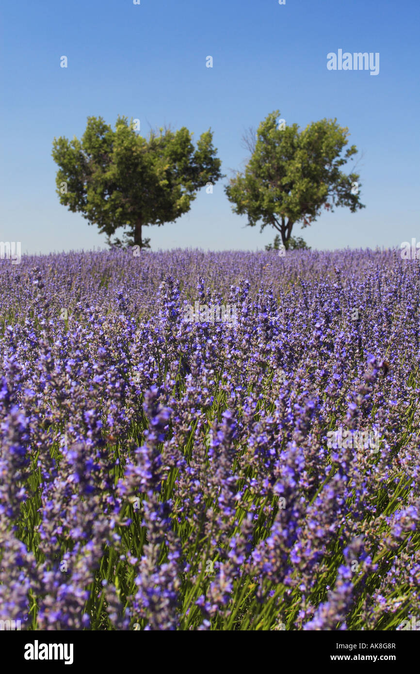 lavender (Lavandula angustifolia), oaks in lavender field, France ...