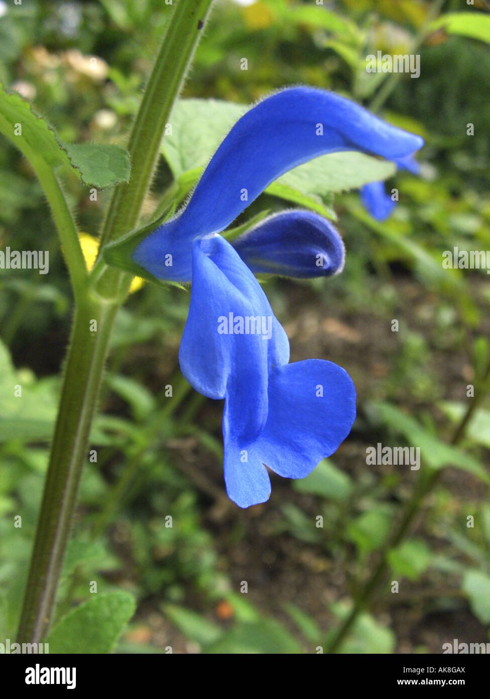 Gentian sage, Blue sage (Salvia patens), flower Stock Photo - Alamy