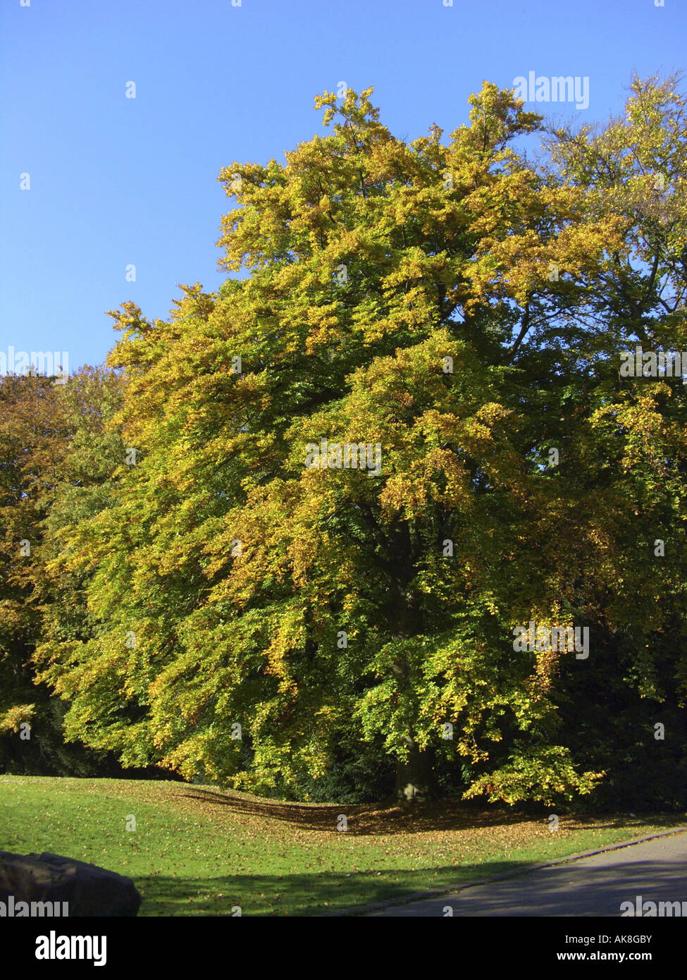 common beech (Fagus sylvatica), single tree in a park Stock Photo - Alamy
