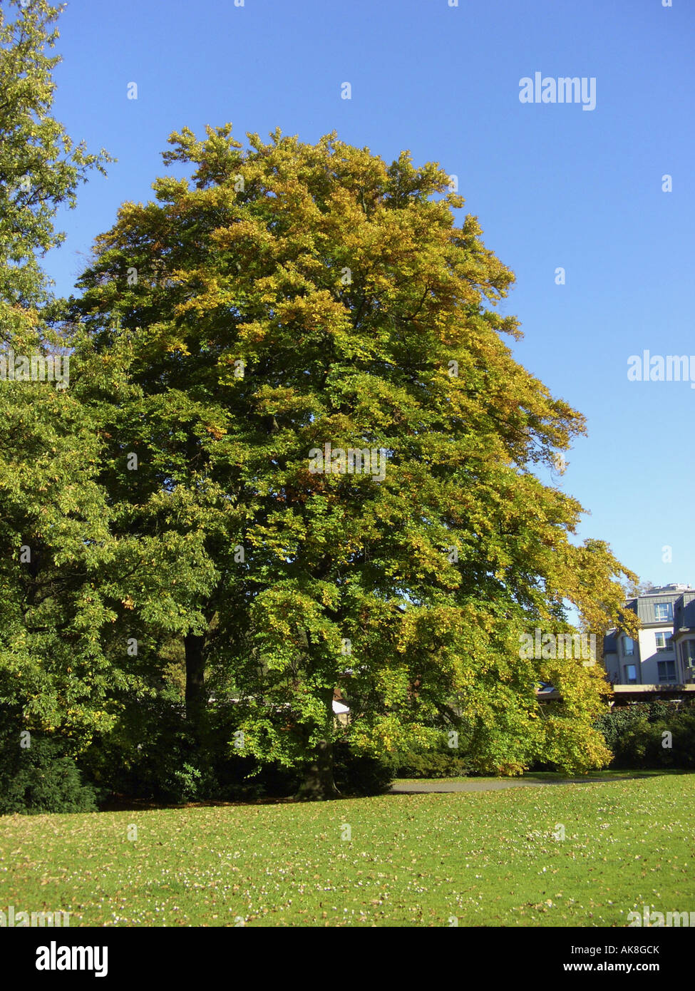 common beech (Fagus sylvatica), single tree in a park Stock Photo - Alamy