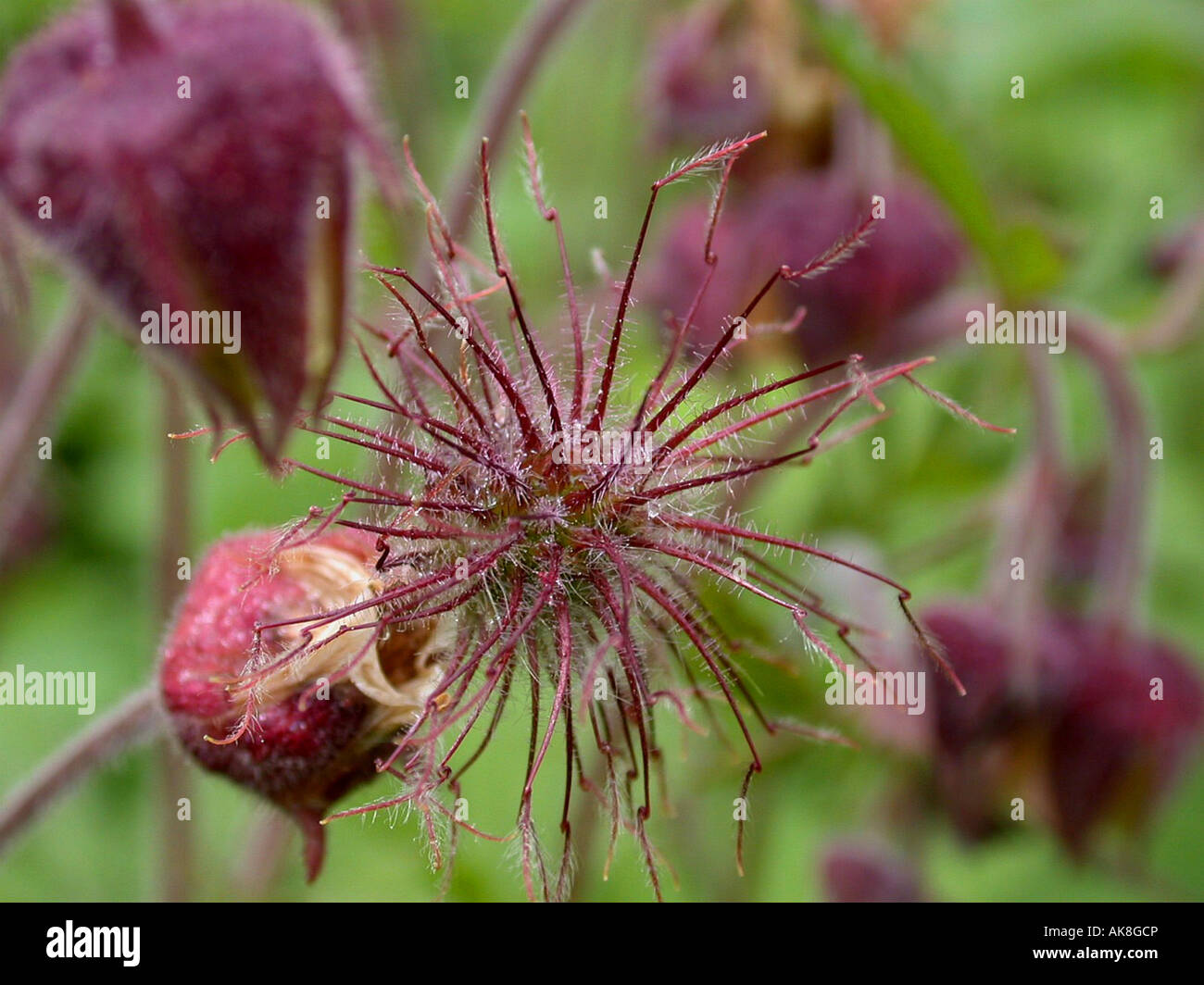 Water dispersal fruit hi-res stock photography and images - Alamy