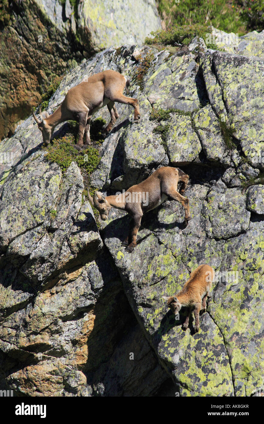 alpine ibex (Capra ibex), group with young, Switzerland, URI Stock ...
