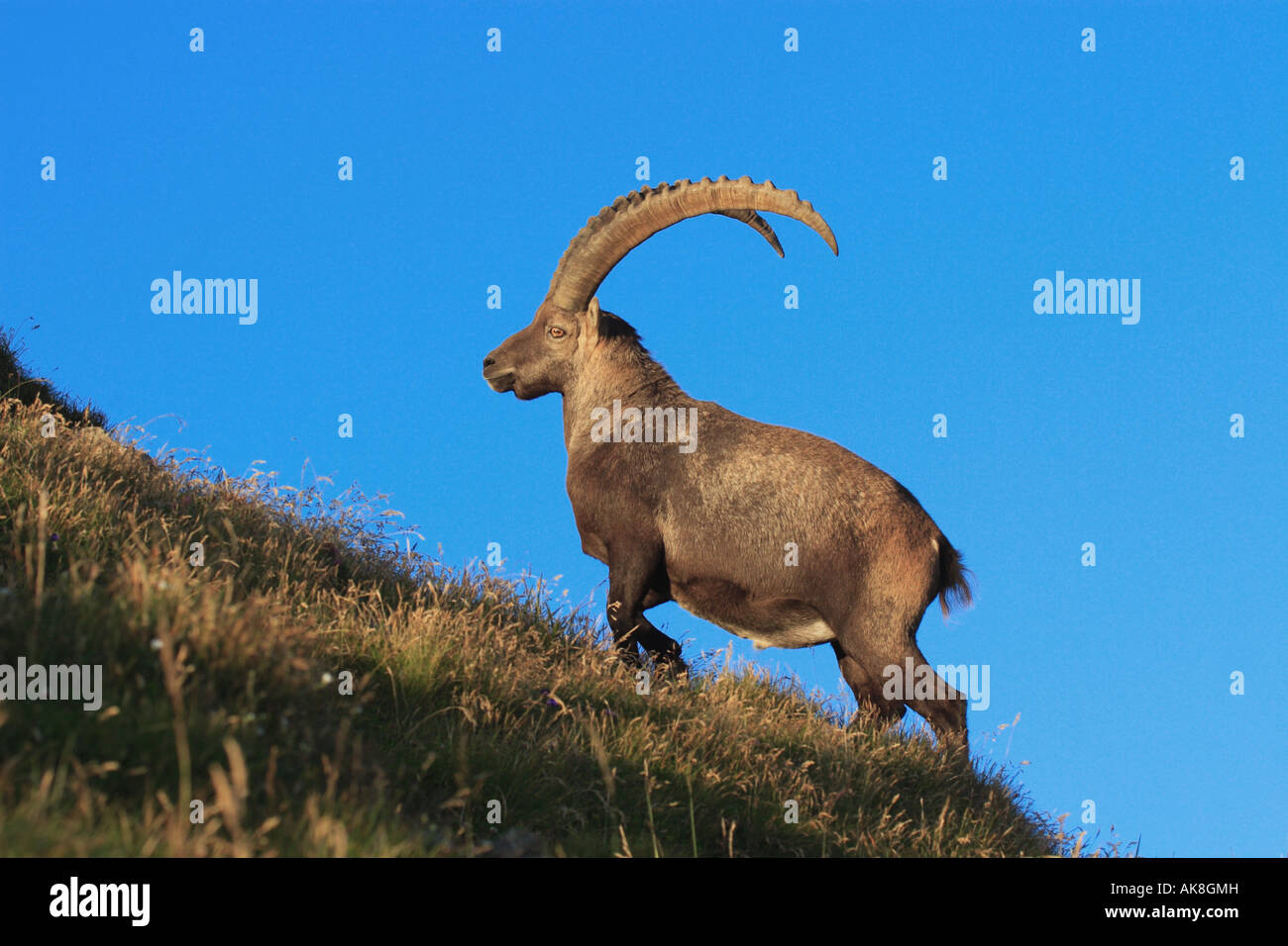 alpine ibex (Capra ibex), buck, Switzerland, Appenzellerland Stock ...