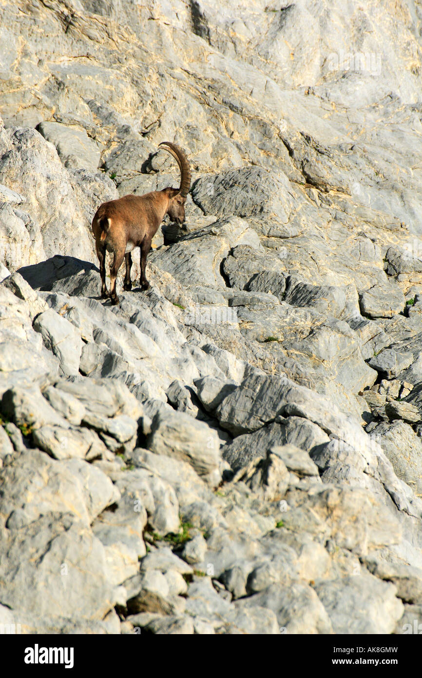 alpine ibex (Capra ibex), buck, Switzerland, Appenzellerland Stock ...