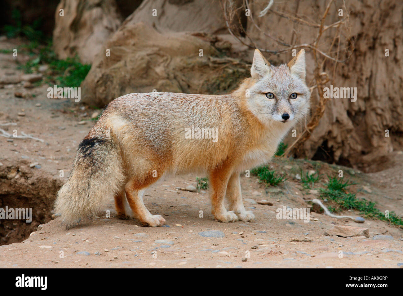Corsac hi-res stock photography and images - Alamy