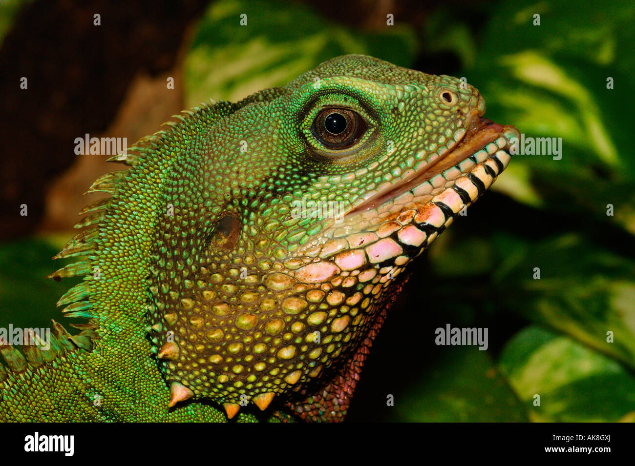 Green Water Dragon Stock Photo - Alamy