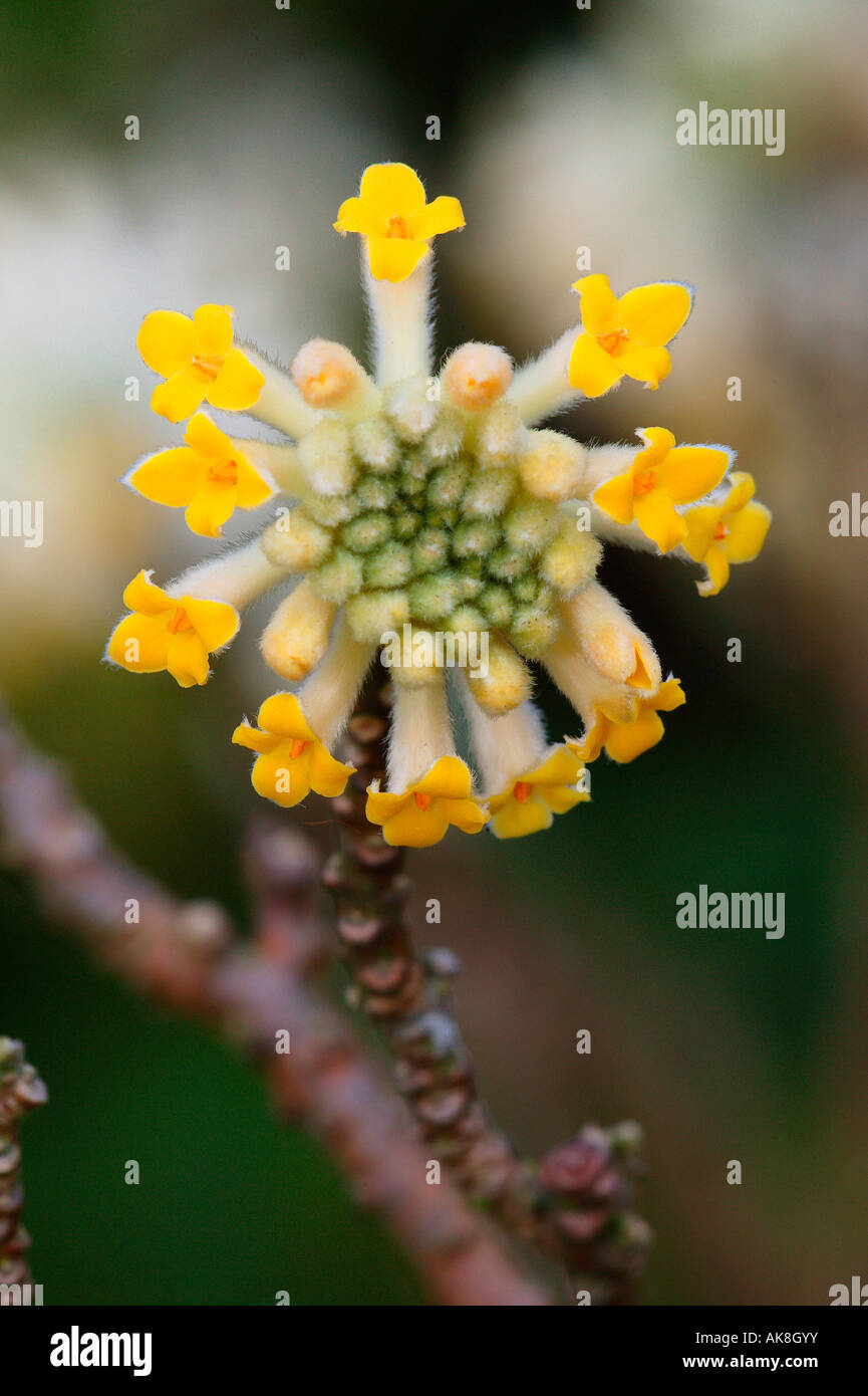 Paper bush (edgeworthia papyrifera) hi-res stock photography and images ...
