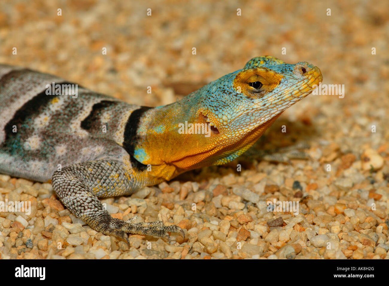 Baja Blue Rock Lizard Stock Photo - Alamy
