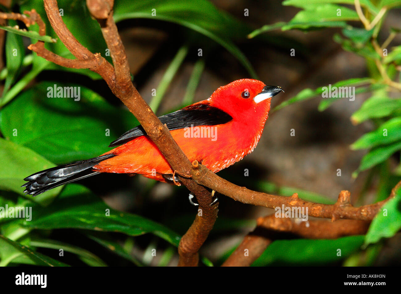 Tanger animal hi-res stock photography and images - Alamy