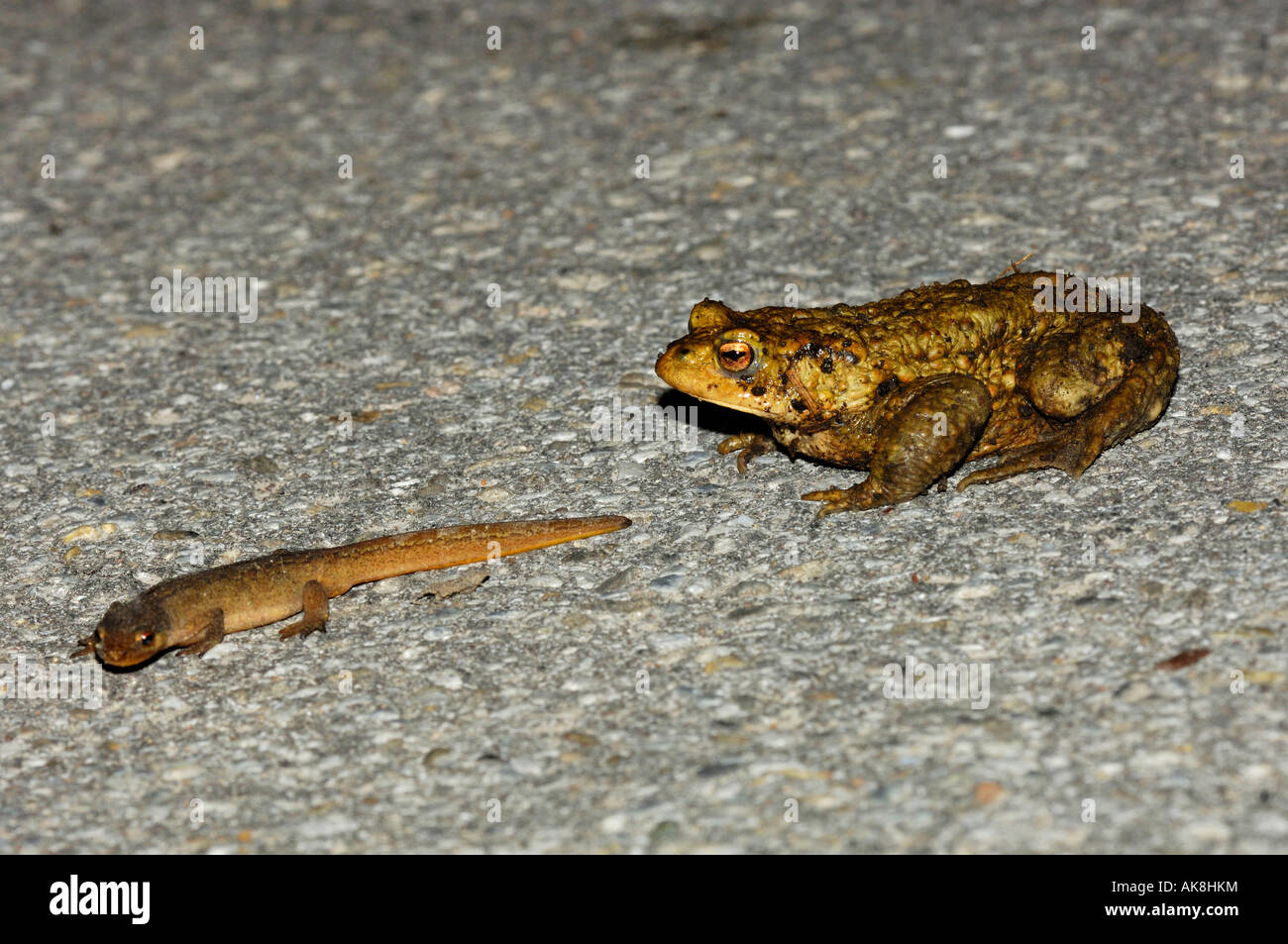Common Toad / Smooth Newt Stock Photo - Alamy