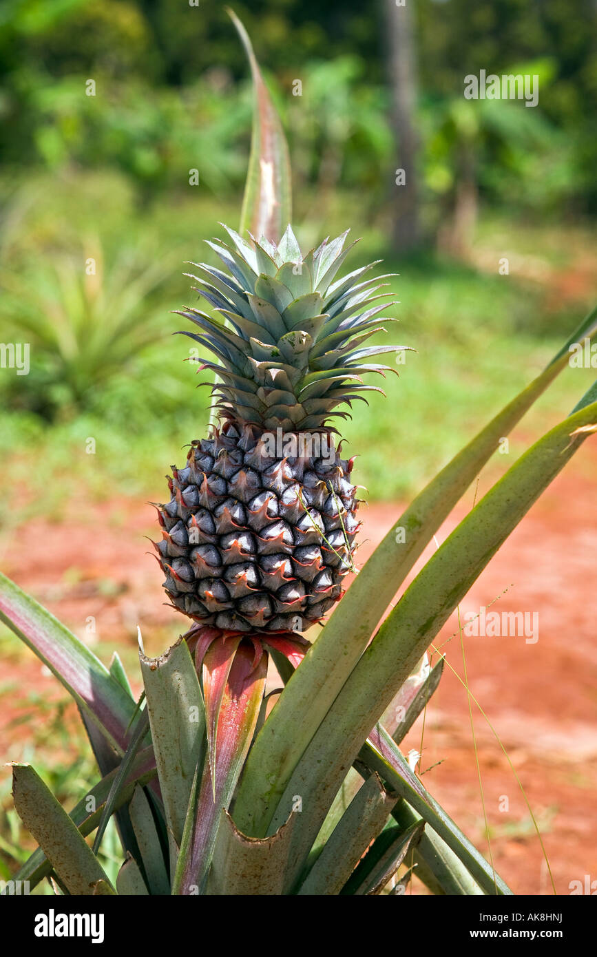 A colourful Pineapple plant growing on the spice island of Zanzibar ...