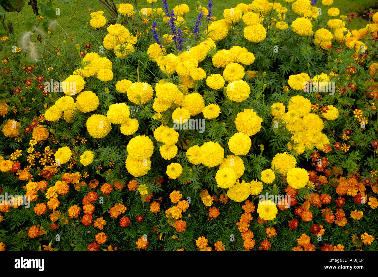 Double african marigold hi-res stock photography and images - Alamy
