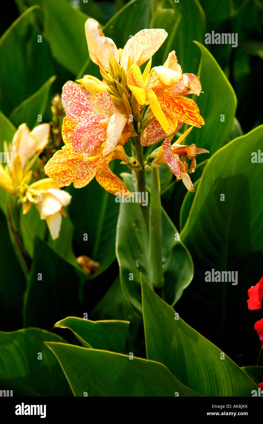 Lucifer canna lily hi-res stock photography and images - Alamy