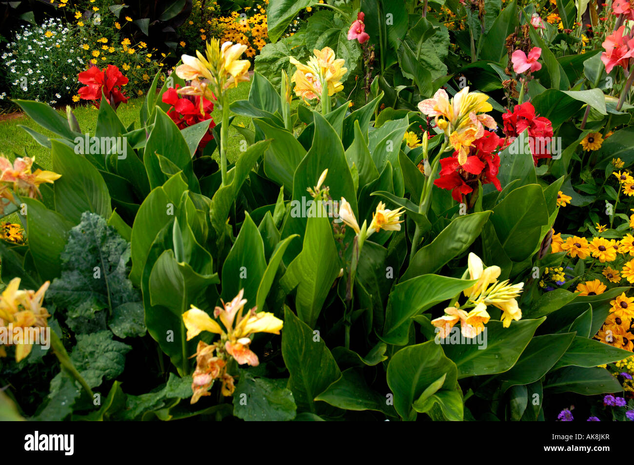 Canna lily lucifer hi-res stock photography and images - Alamy