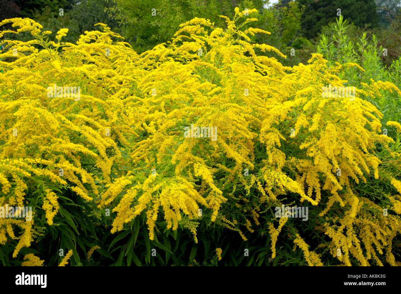Rough goldenrod solidago rugosa hi-res stock photography and images - Alamy