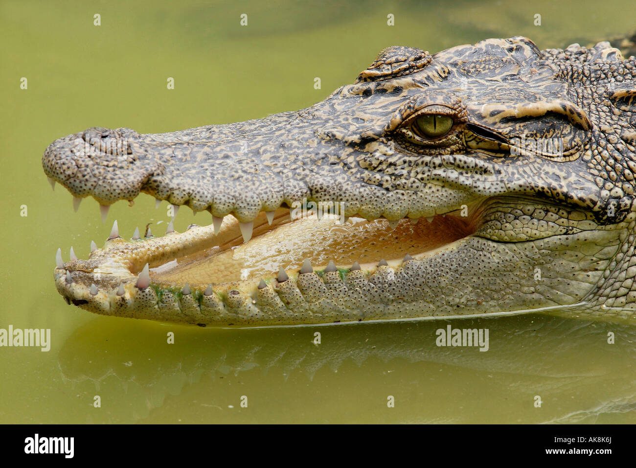 Siamese crocodile hi-res stock photography and images - Alamy