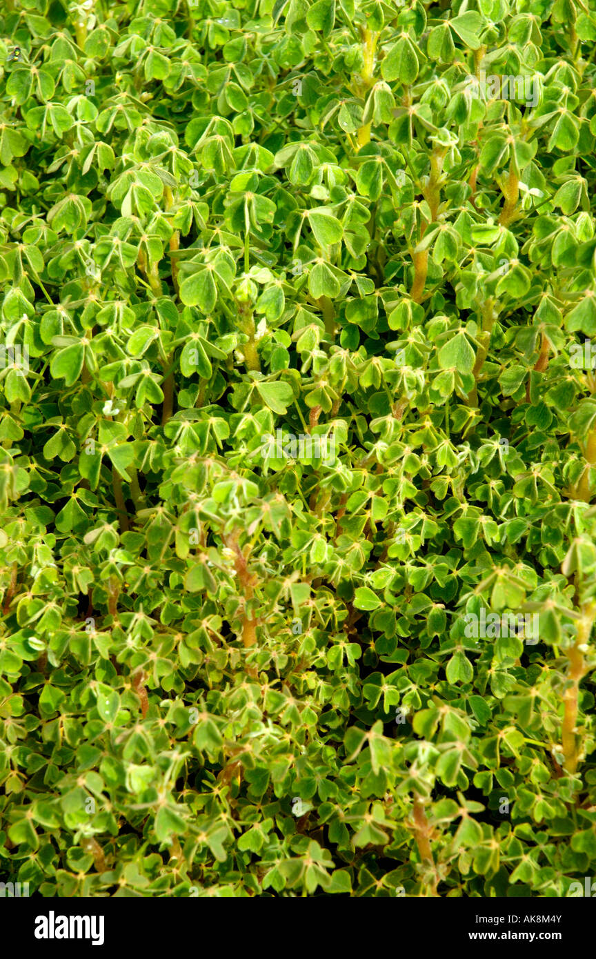 Oca of peru hi-res stock photography and images - Alamy