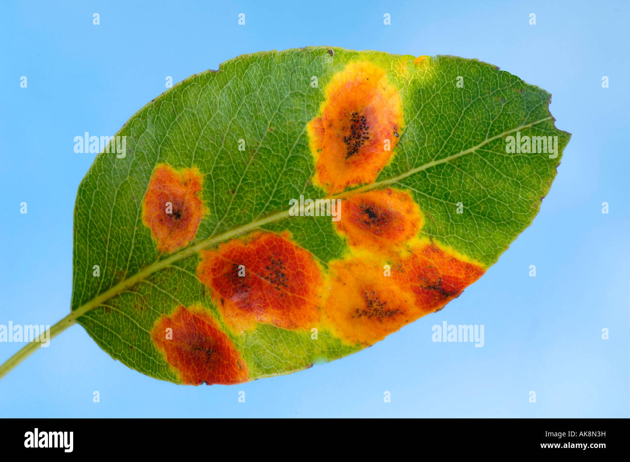 Juniper pear rust hi-res stock photography and images - Alamy
