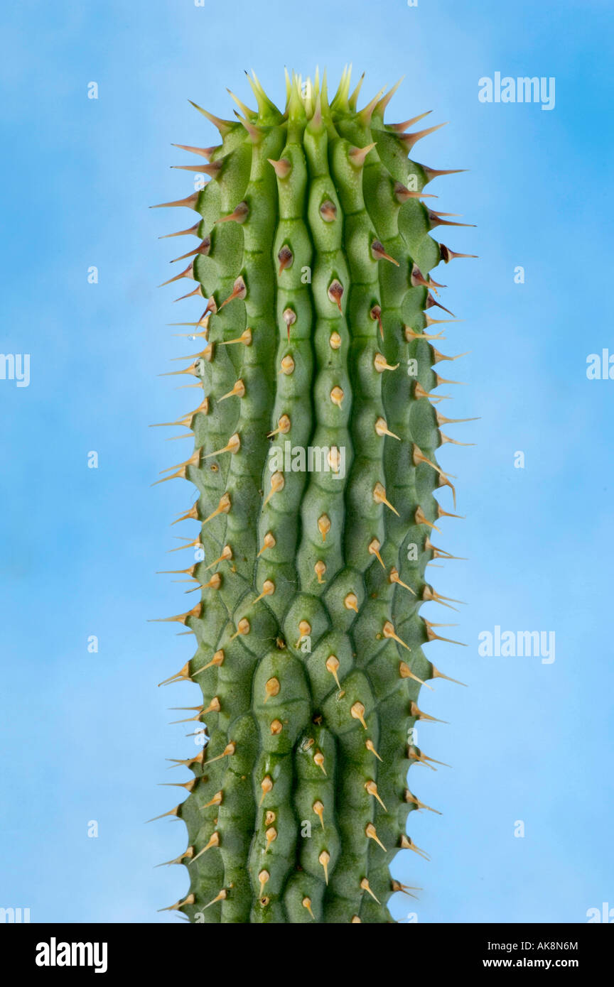 Hoodia hoodia gordonii hi-res stock photography and images - Alamy