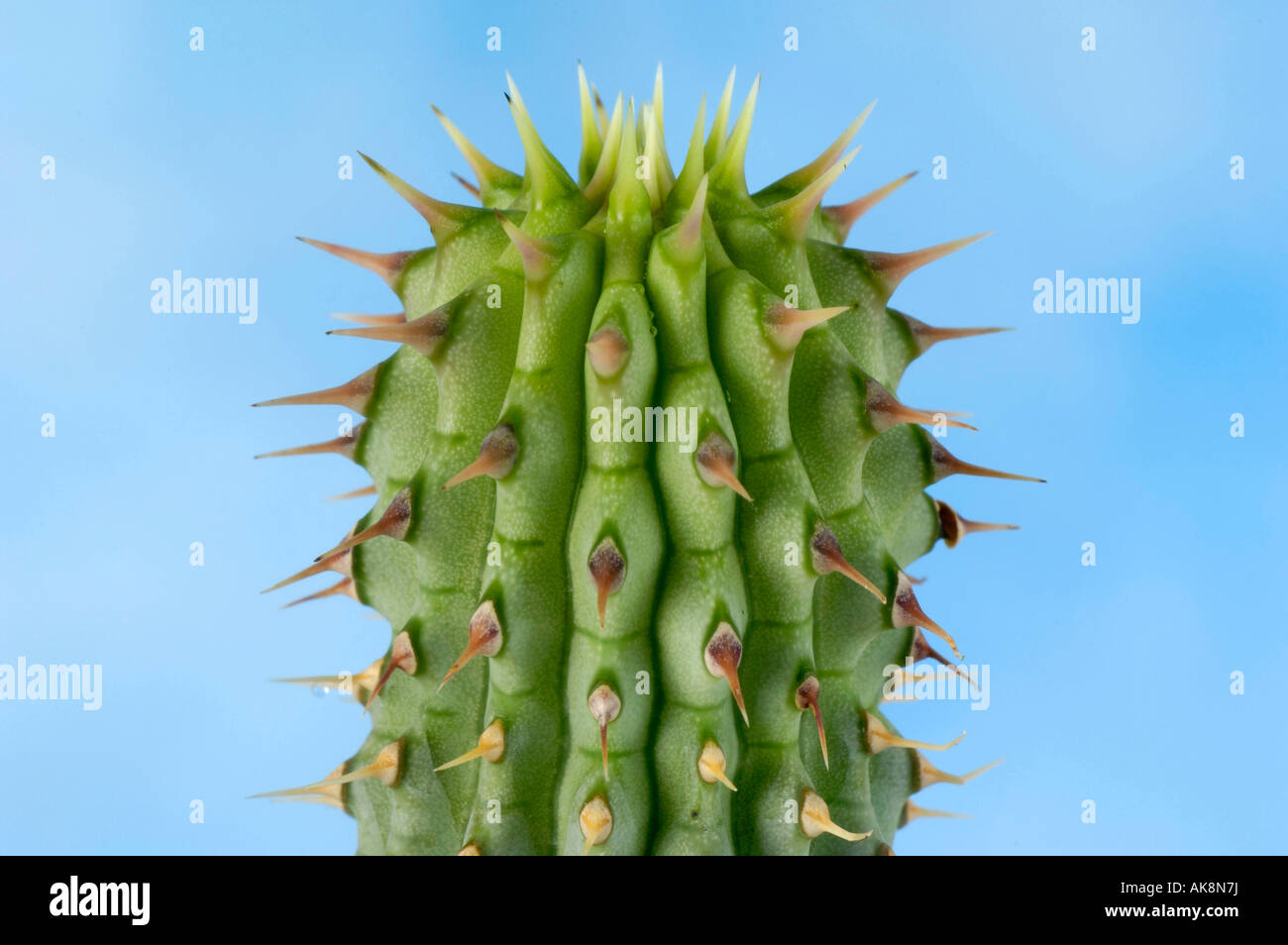 Hoodia hi-res stock photography and images - Alamy