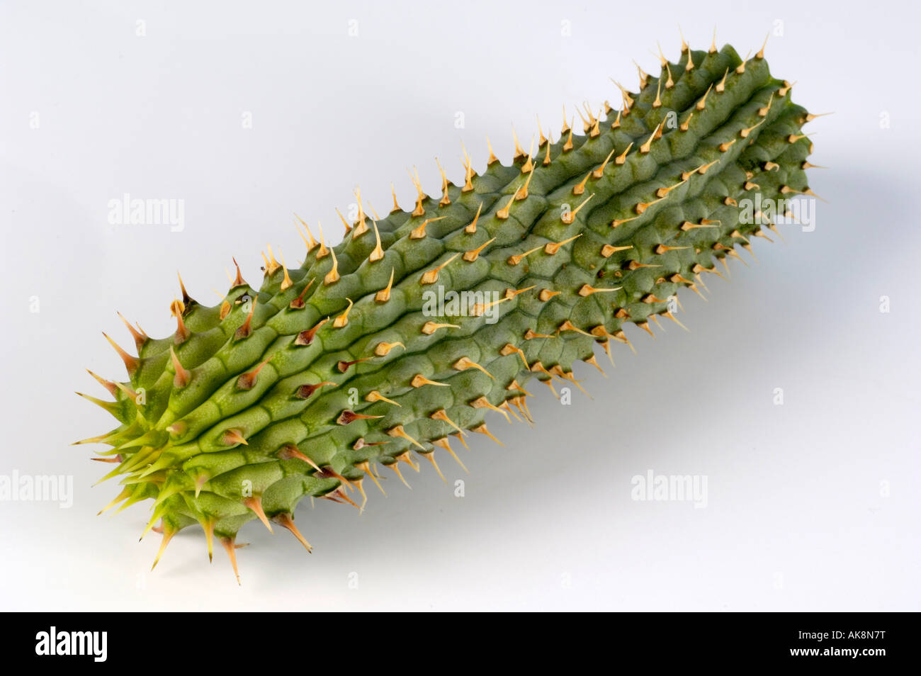 Hoodia gordonii hi-res stock photography and images - Alamy